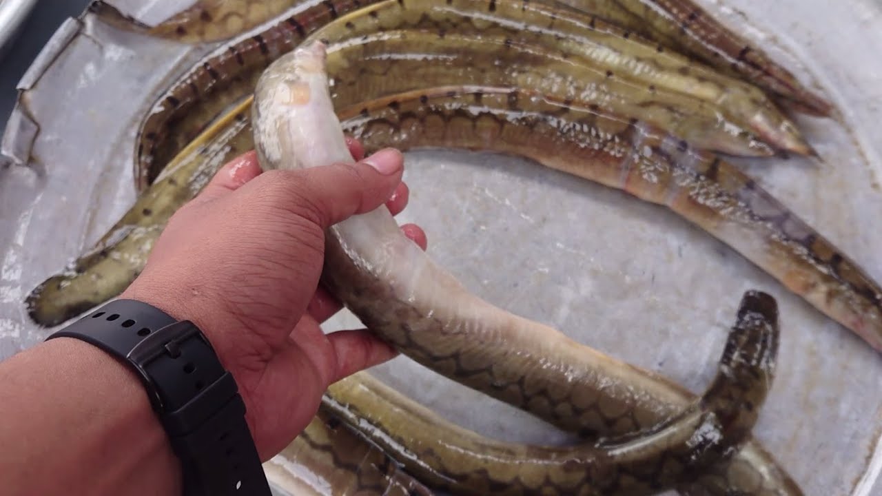 Baim fish || Baim mas || Big baim in fish market || daily fish market ...