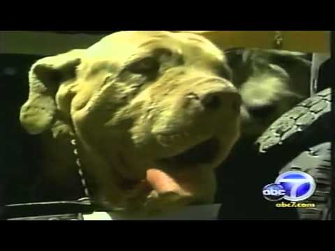 Inspirational Bear Attack Survivor Helped by Facial Plastic Surgeon ...
