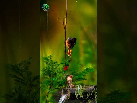 Mustafa Dursun / Aşkın ile Aşıklar (4k) yeni  2024