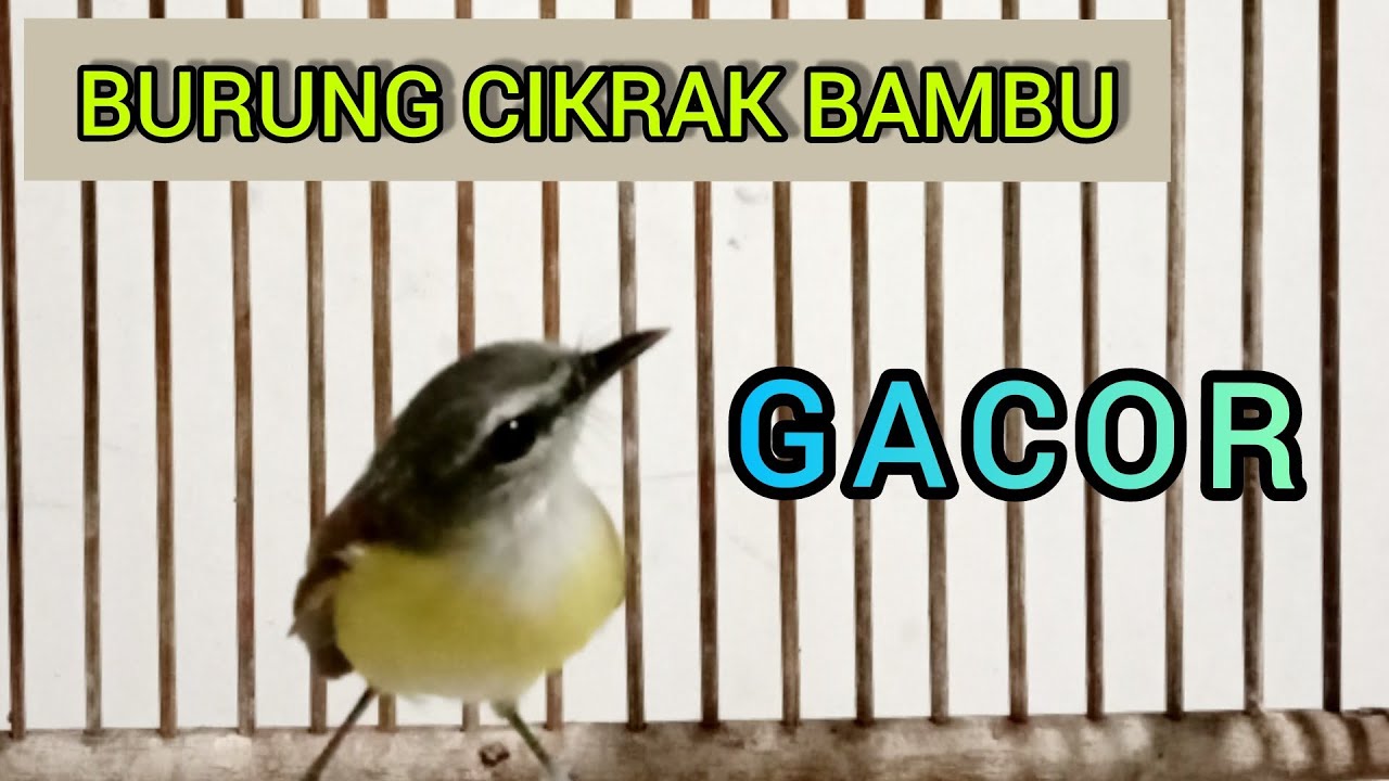 BURUNG CIKRAK BAMBU BAHAN GACOR.. - YouTube