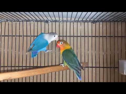 Green Fisheri Male & Blue Fisheri Female Breeder Pair #birds #parrot #lovebirds #viral #shorts ...