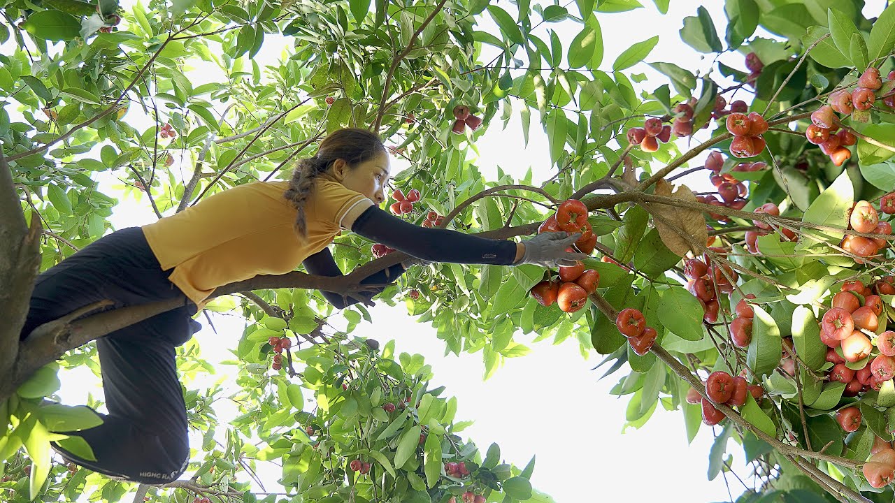 Harvesting Whip Garden Has Many Red Ripe Fruits Goes to the market sell ...