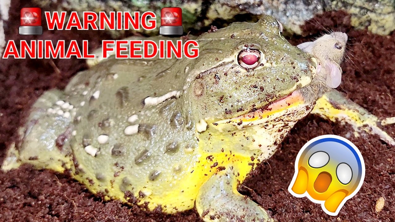 Savage Carnivore Frog - YouTube