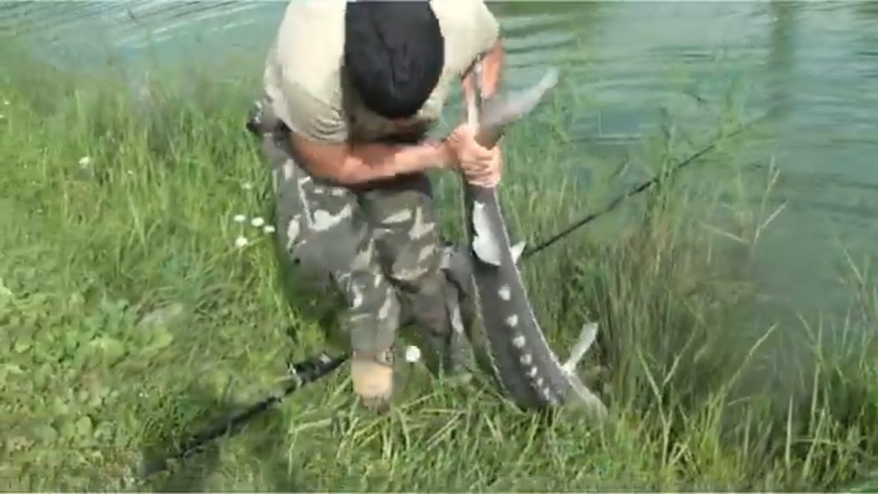 Catching a 20kg (44lbs) Sturgeon in a Small Pond Was Insane! - YouTube
