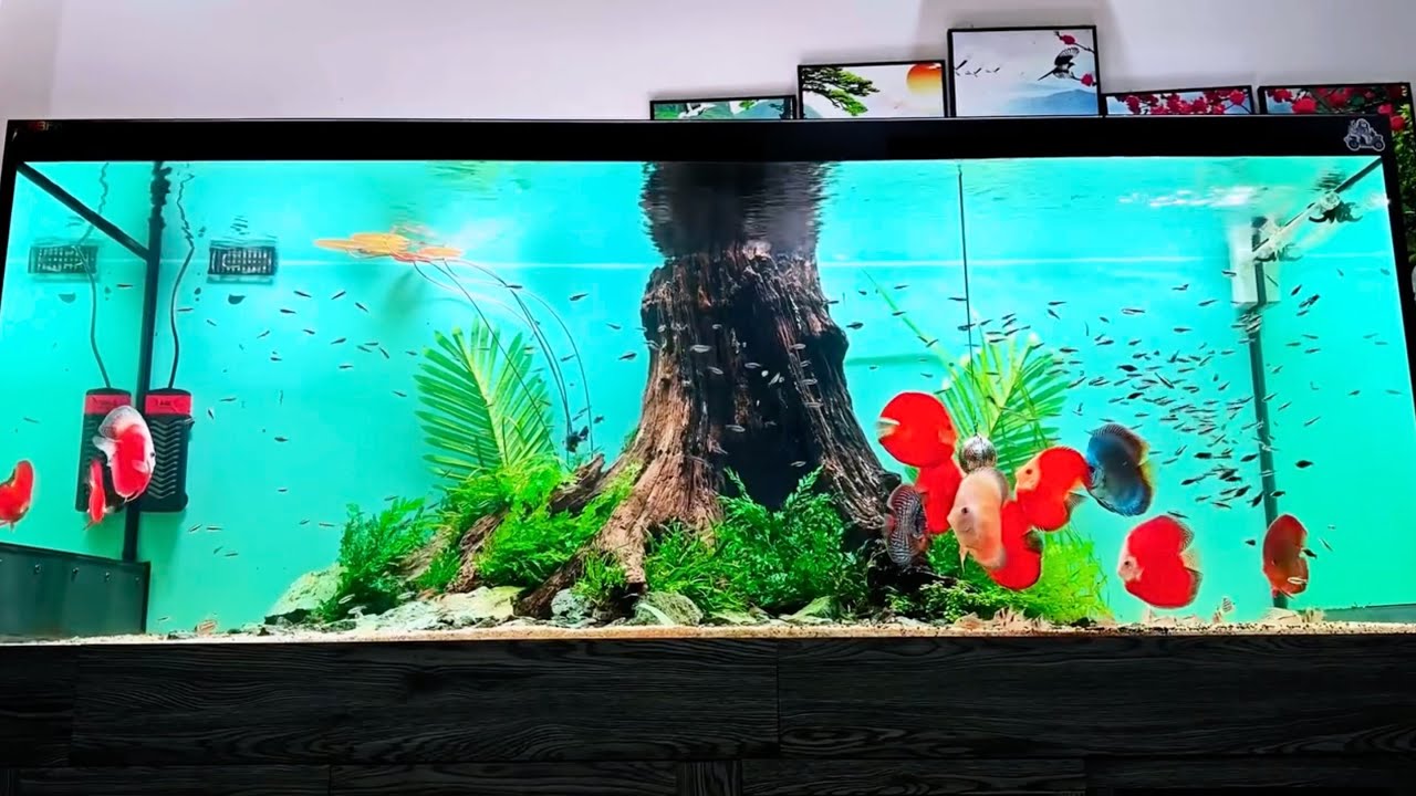 Beautiful 4200 Liters Discus Fish Tank - Amazing Discus Aquascape Ideas ...