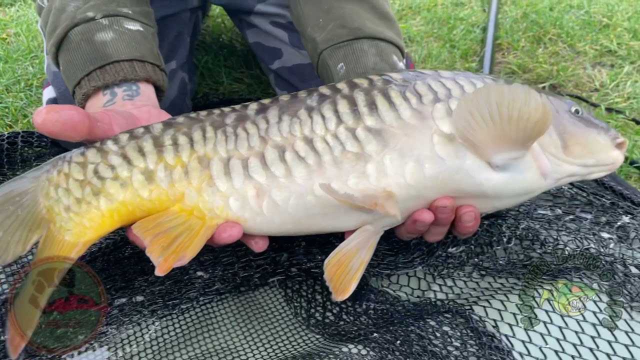 Carp Fishing 2021 Makins Fishery Lake 2 - YouTube