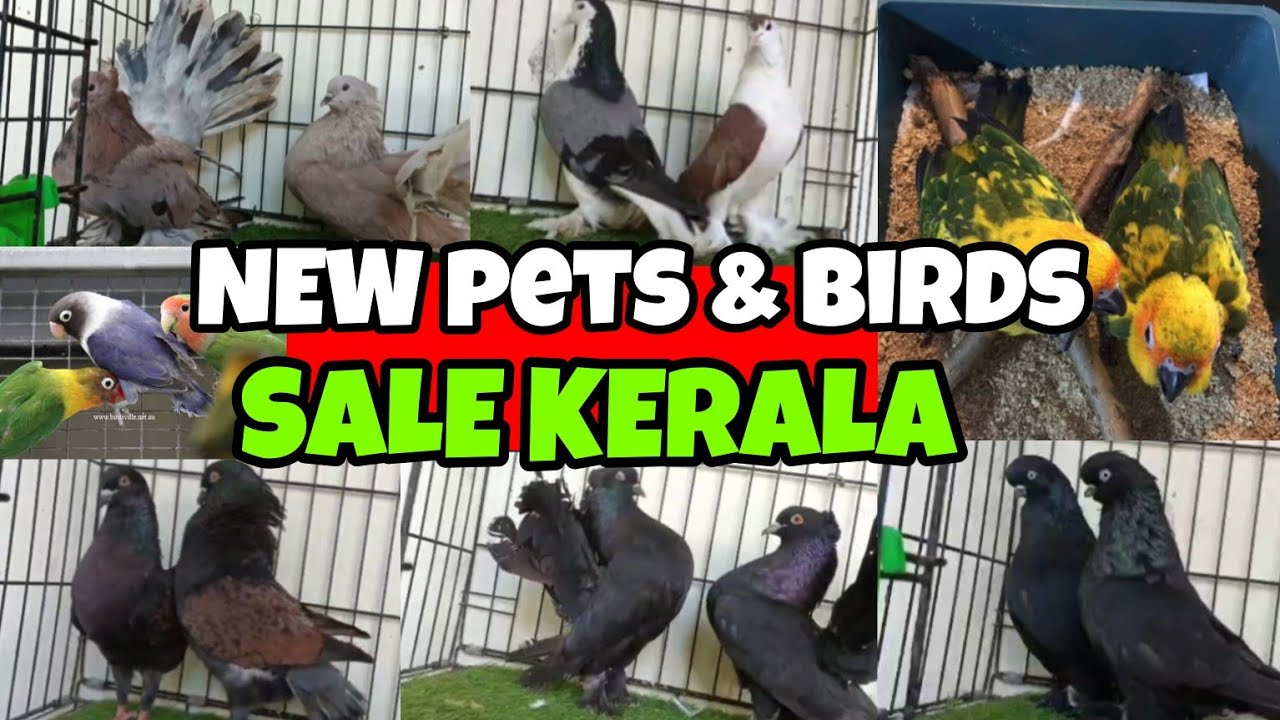 🤗New Pets sale🔥Pravu Valarthal🤩Birds🤗Hen💫Nadan pravu valarthal📌Pigeon ...