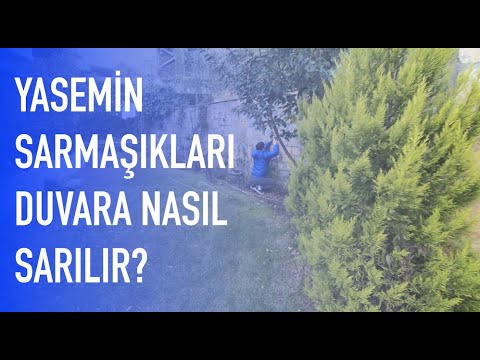 Yasemin Sarmaşıkları Duvara Nasıl Sarılır?