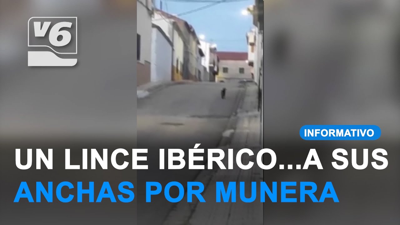 Un lince ibérico paseó por las calles de Munera - YouTube