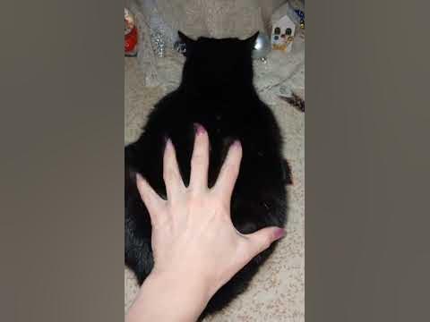 Булочка#кот#котэ#кошка - YouTube