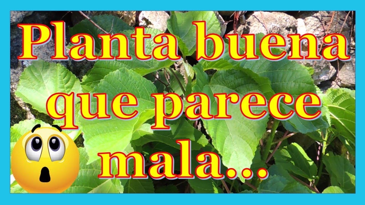 3 MÉTODOS PARA CONSUMIR LA ORTIGA☕🍵🧂 | CHICHICASTLE | Urtica dioica ...