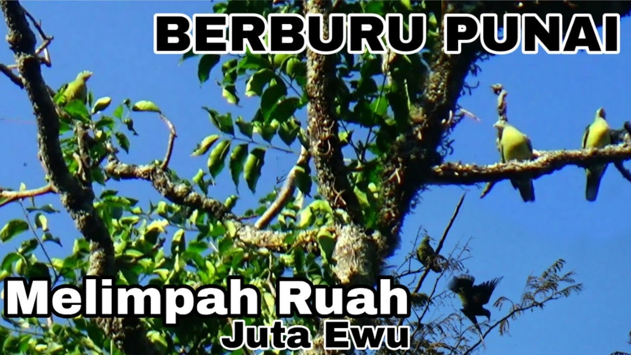 Pohon nya Kecil Punai nya Banyak | Green Pigeon Hunt - YouTube