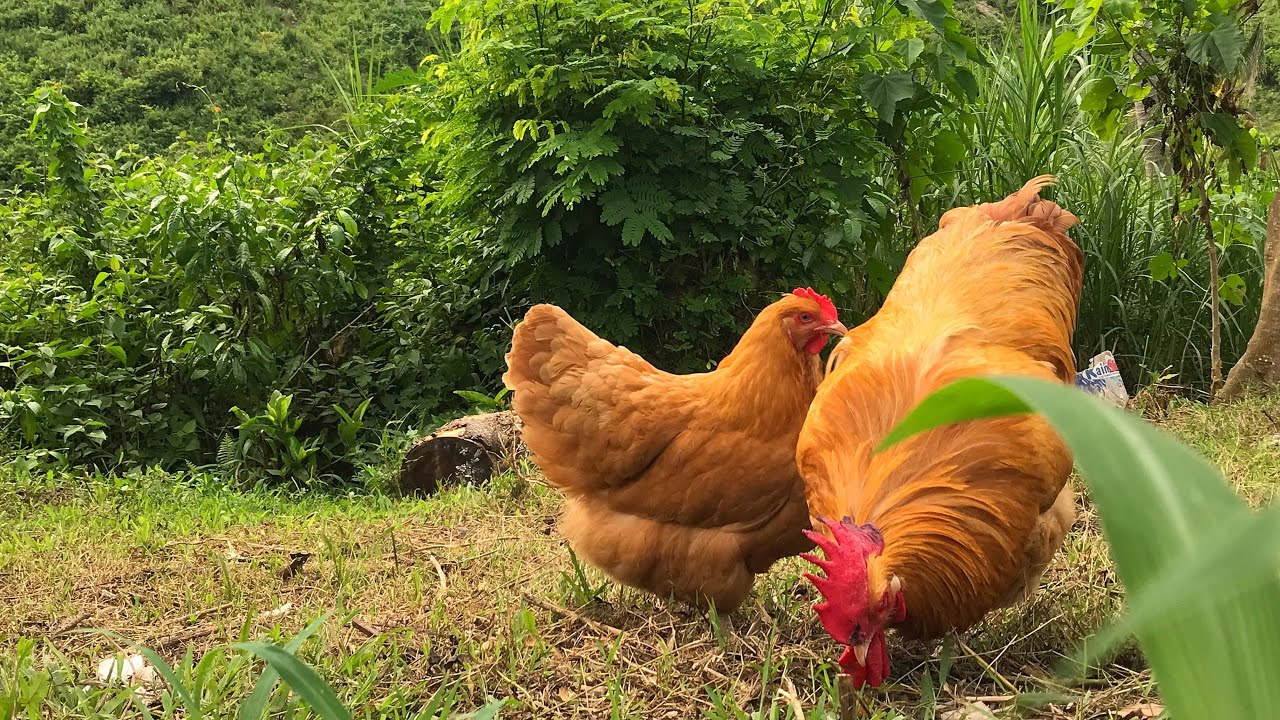 Golden Buff Orpington 09270279372 Range Day - YouTube