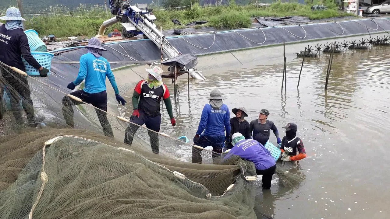 Shrimp harvest process in Thailand. - YouTube