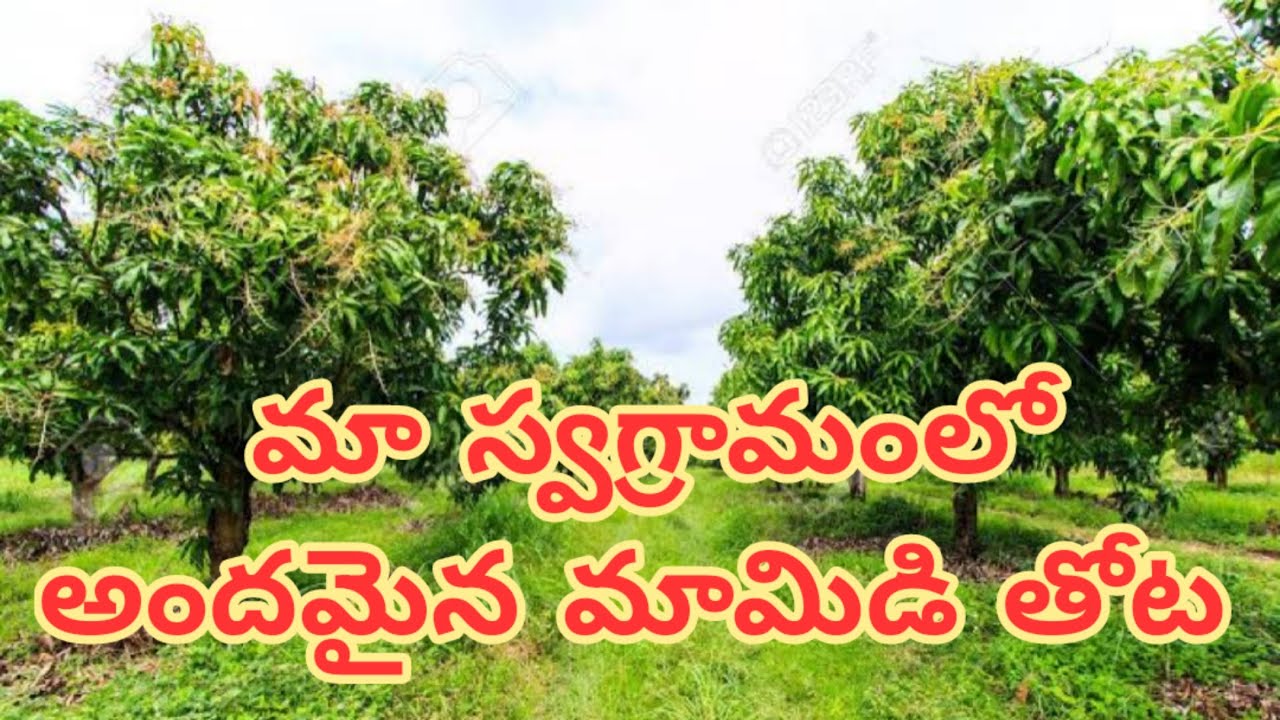 మా స్వగ్రామంలో అందమైన మామిడి తోట ll My Mango Garden at My Village ll ...