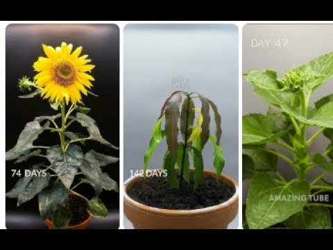 flower time lapse - YouTube