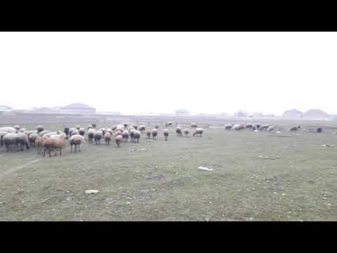 Oxlum Nadir 2 yawlı veten oxlu.