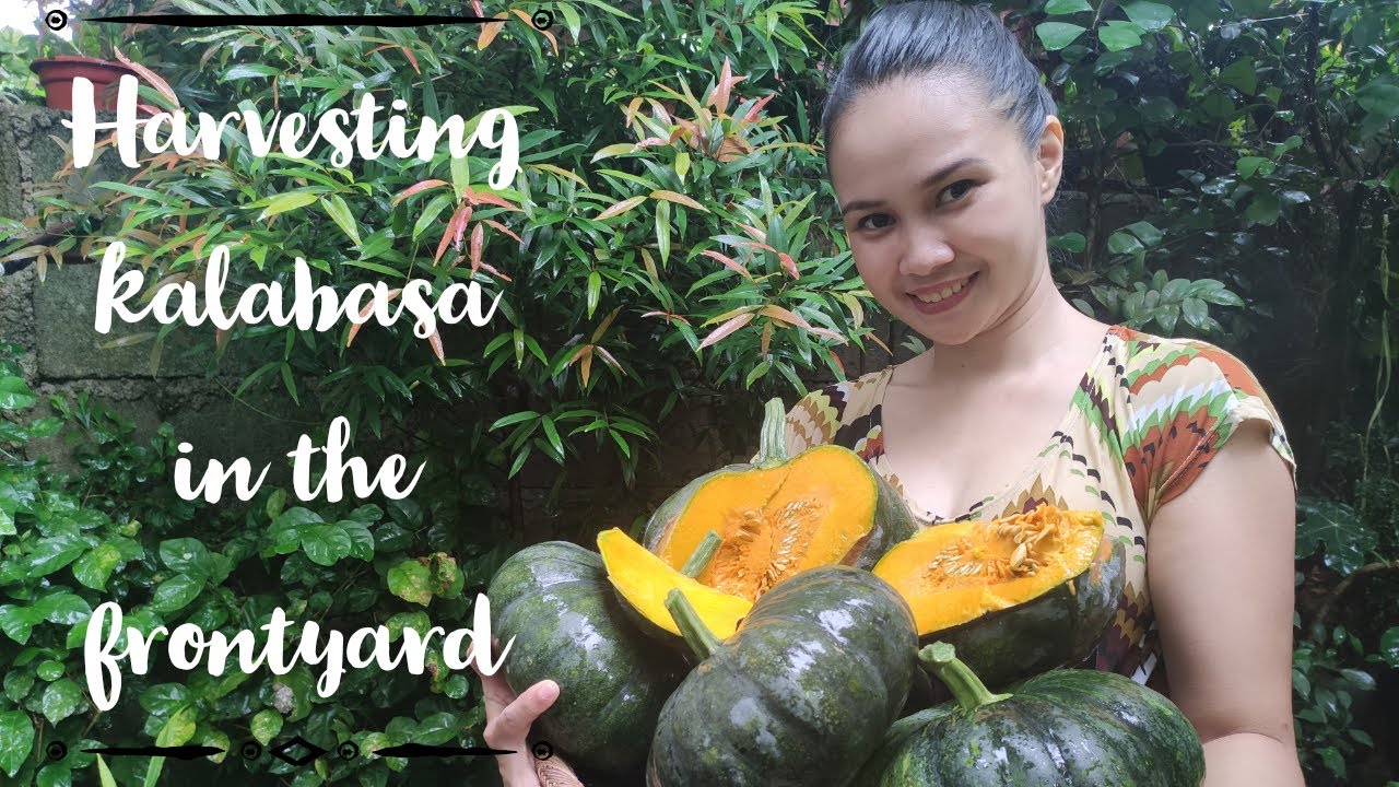 Harvesting time! How to grow kalabasa in a small space. - YouTube