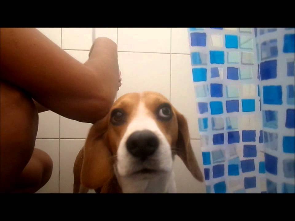 O sábado de um Beagle - Saturday's a Beagle - YouTube