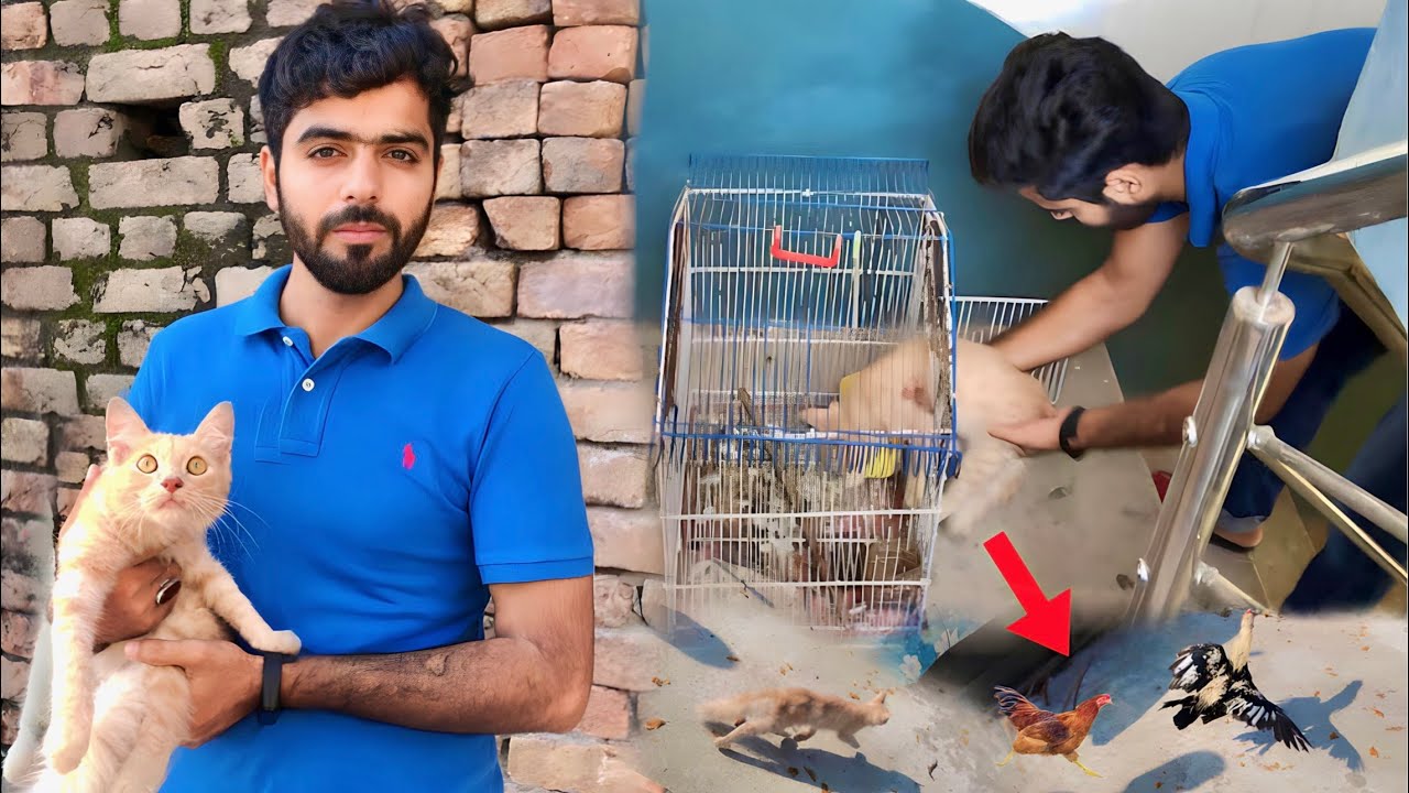 New cat ly aye 🥰 baki birds ka dar sy bura haal 😂 (pets vlog) |Hamza ...