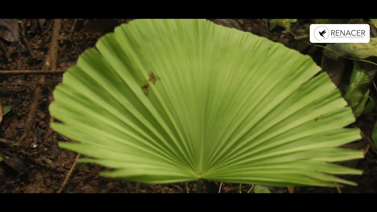 El pich Renacer Rober Henfling - YouTube