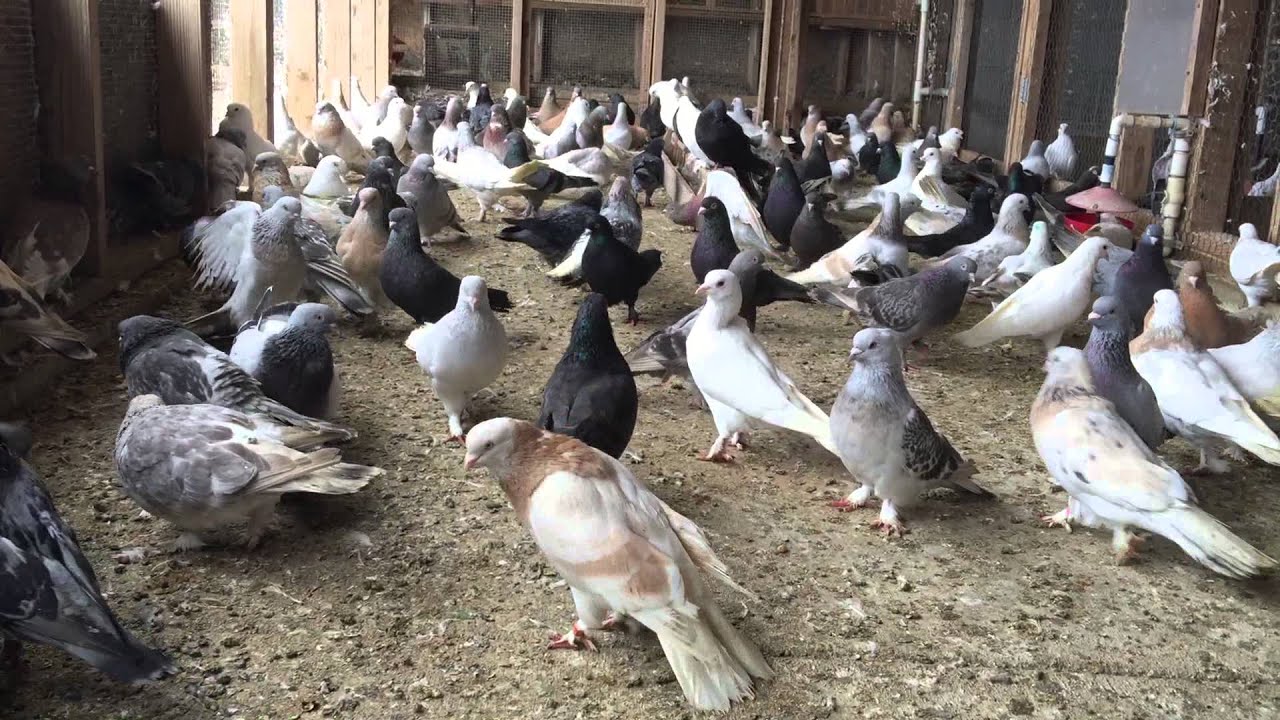 The Best Iraqi Pigeons in North America. California - San Diego - YouTube