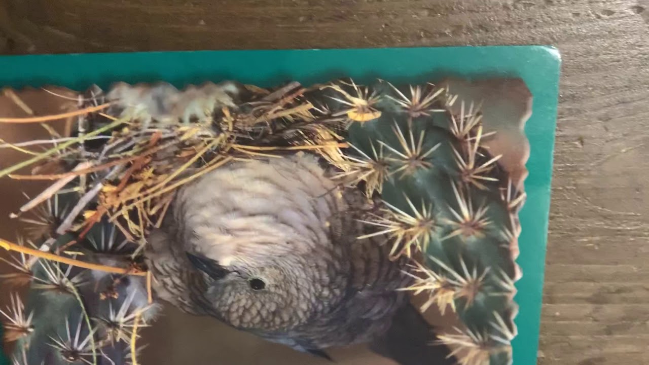 Namaqua sandgrouse VS Inca dove - YouTube