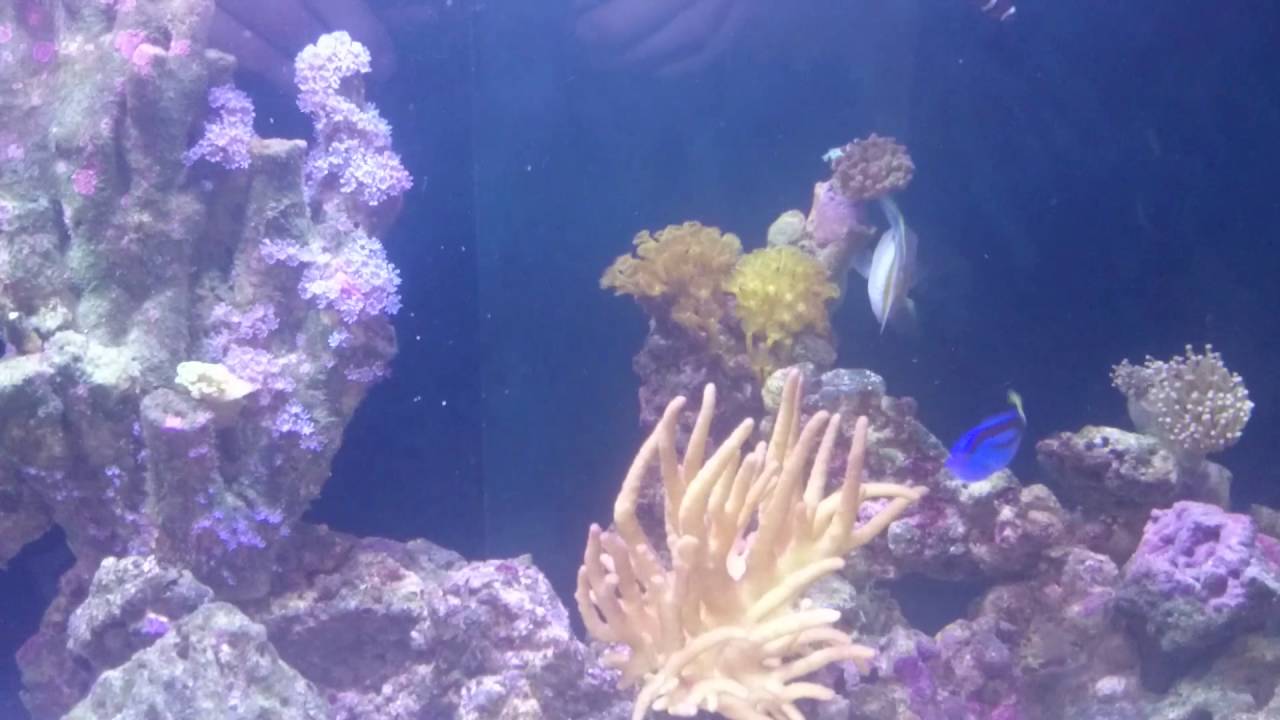 Blue throat trigger in a reef tank - YouTube