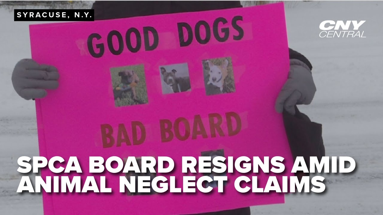Entire CNY SPCA board resigns after staff walkout claiming animal ...