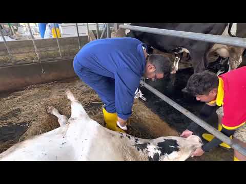 How to insert Catheter 14G for cow - YouTube