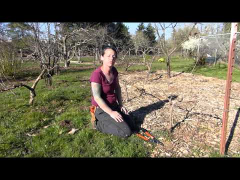 How To Make A Step Over Apple Tree