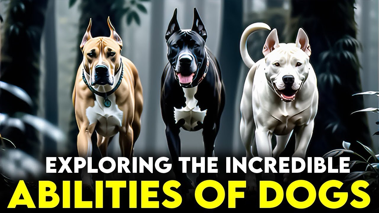 Exploring the Incredible Abilities of Dogs - YouTube