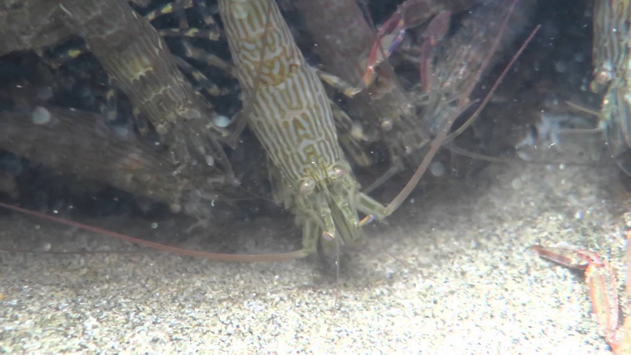 Painted shrimp at Piha, New Zealand. HD - YouTube