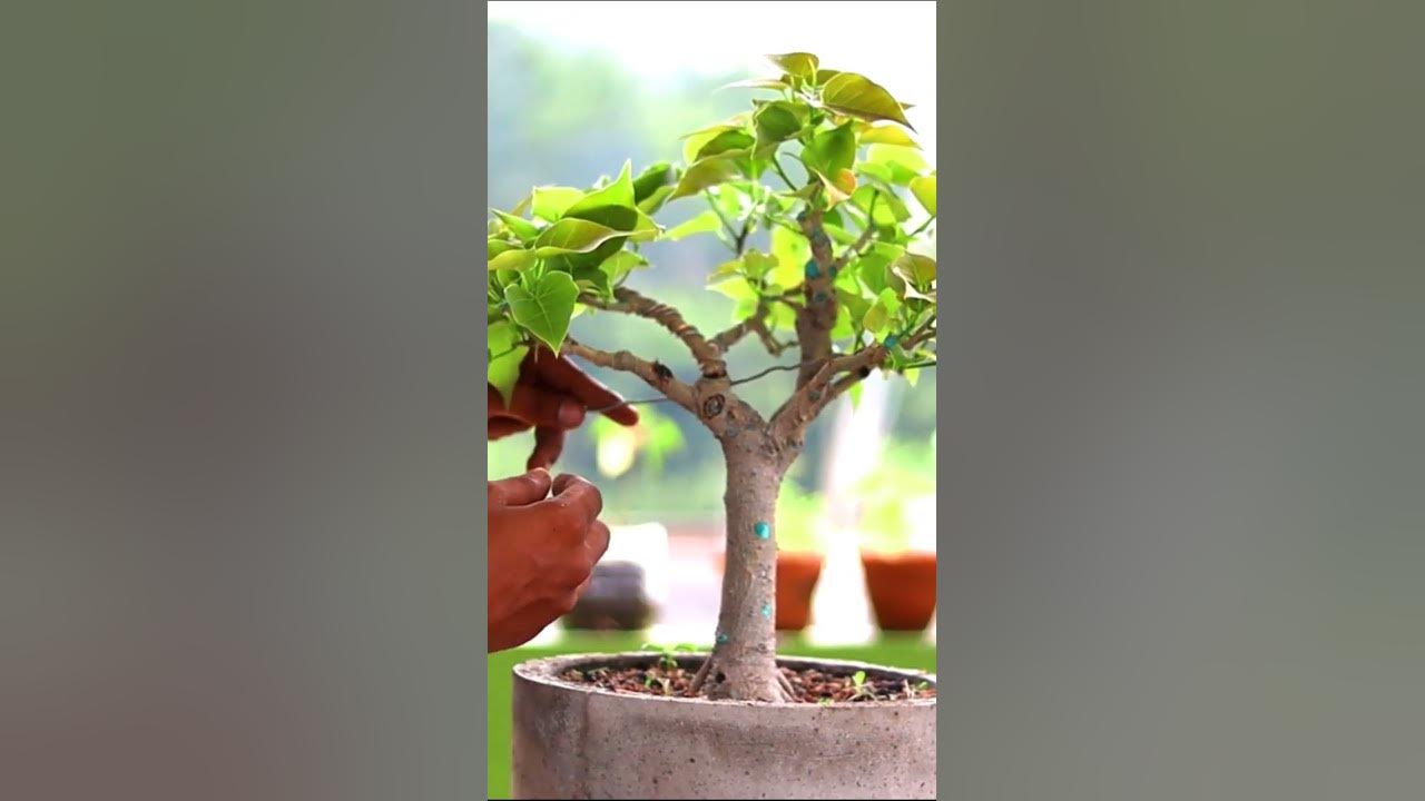 Ficus Rumphi Bonsai wireing short Video - YouTube