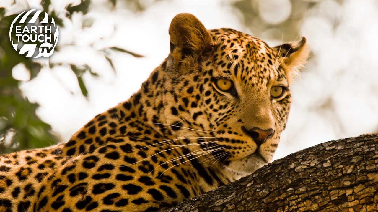 Lion steals leopard's kill - YouTube