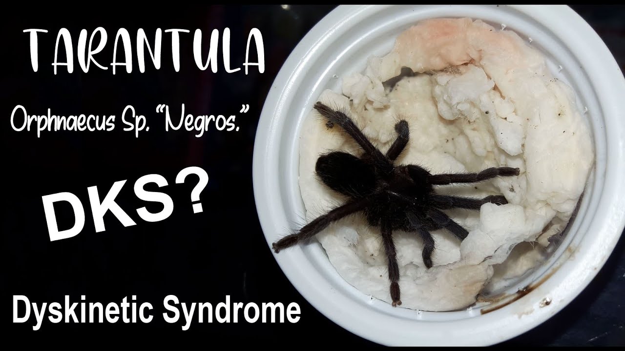 TARANTULA DYSKINETIC SYNDROME | DKS | (Jerky Motions) |Dancing Spider ...