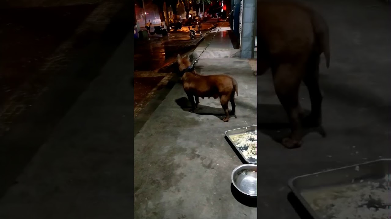 CHONGQING DOG : DESIRABLE SIZE OF TAIL - YouTube