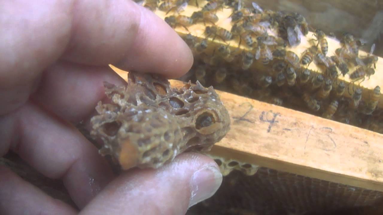 Queen Honey Bee Hatching In My Hand YouTube Queen Honey Bee Hatching In My Hand YouTube