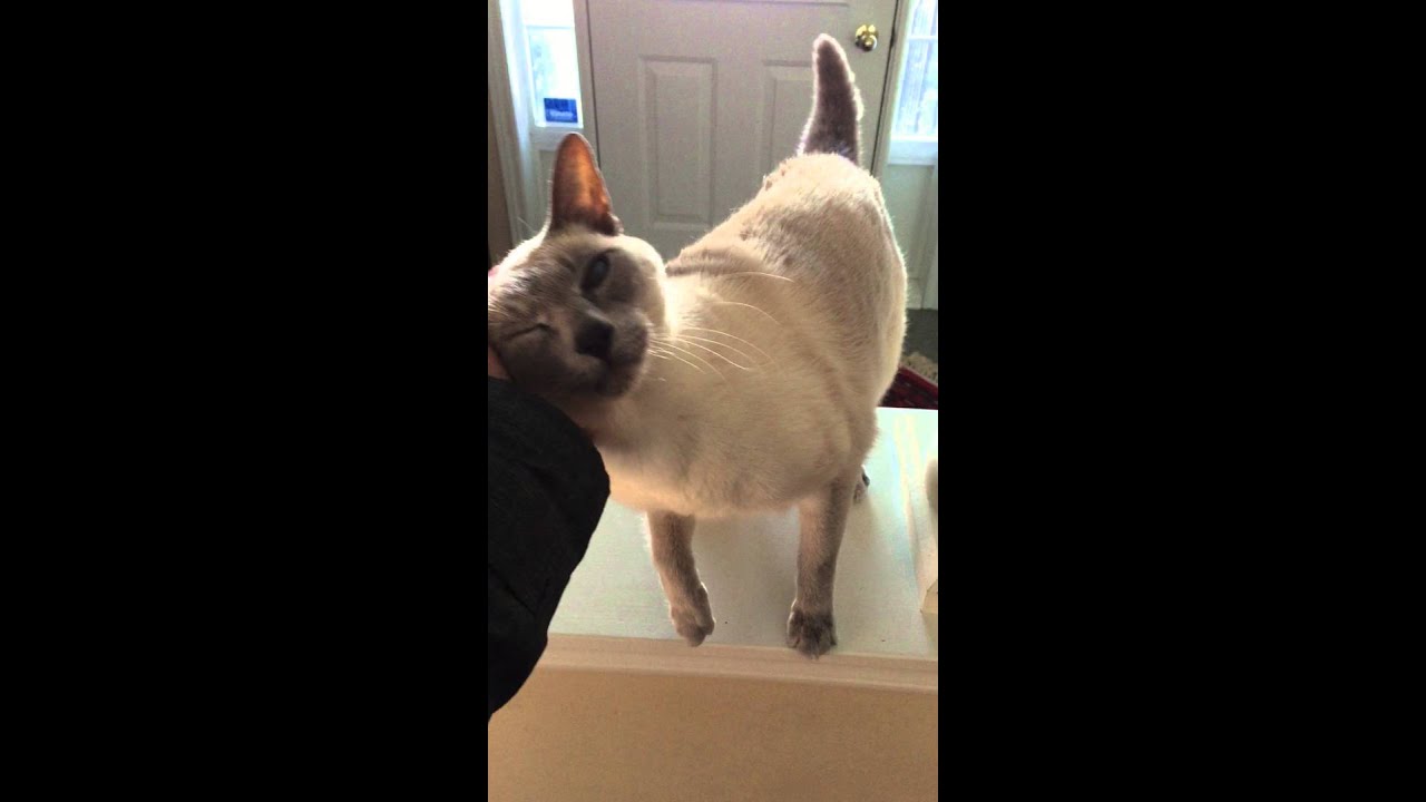 Chatty Siamese Cat - YouTube