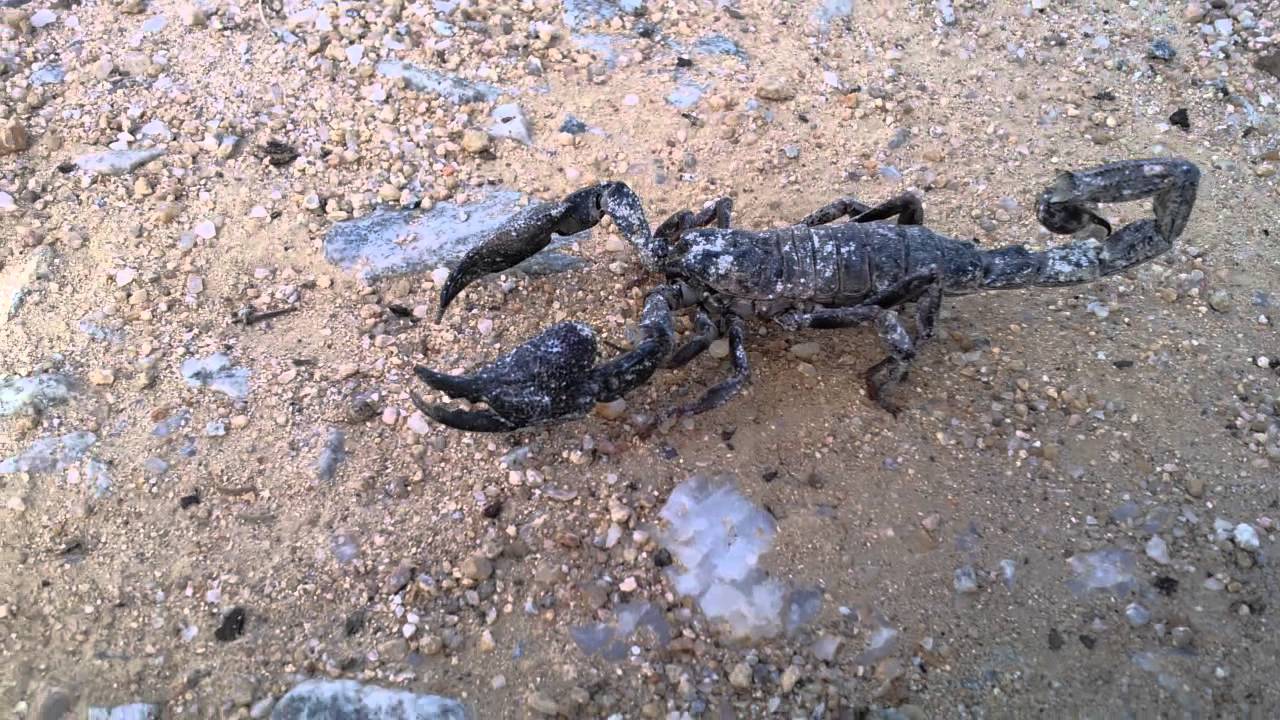 SCORPION जहरीला बिच्छू - YouTube