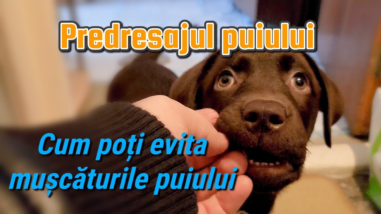Predresaj. Cum eviți mușcăturile puiului. - YouTube