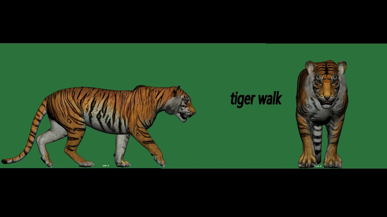 Tiger walk cycle animation #animateit - YouTube