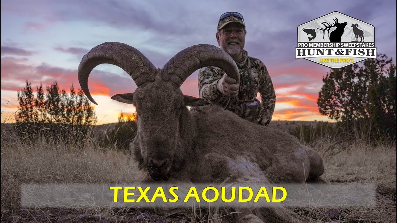 2022 Texas Aoudad with Steve Jones Backcountry Hunts - YouTube