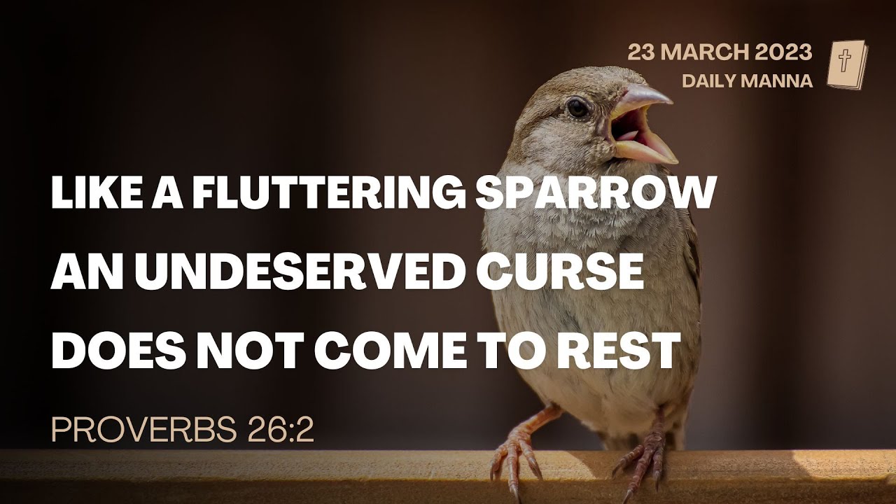 Proverbs 26:2 | Like A Fluttering Sparrow, An Undeserved Curse Does Not Come To Rest | Daily ...