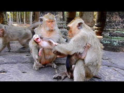 This is very breaking heart video baby monkey Mia || Both cries and scare due to Dee Dee torturing.