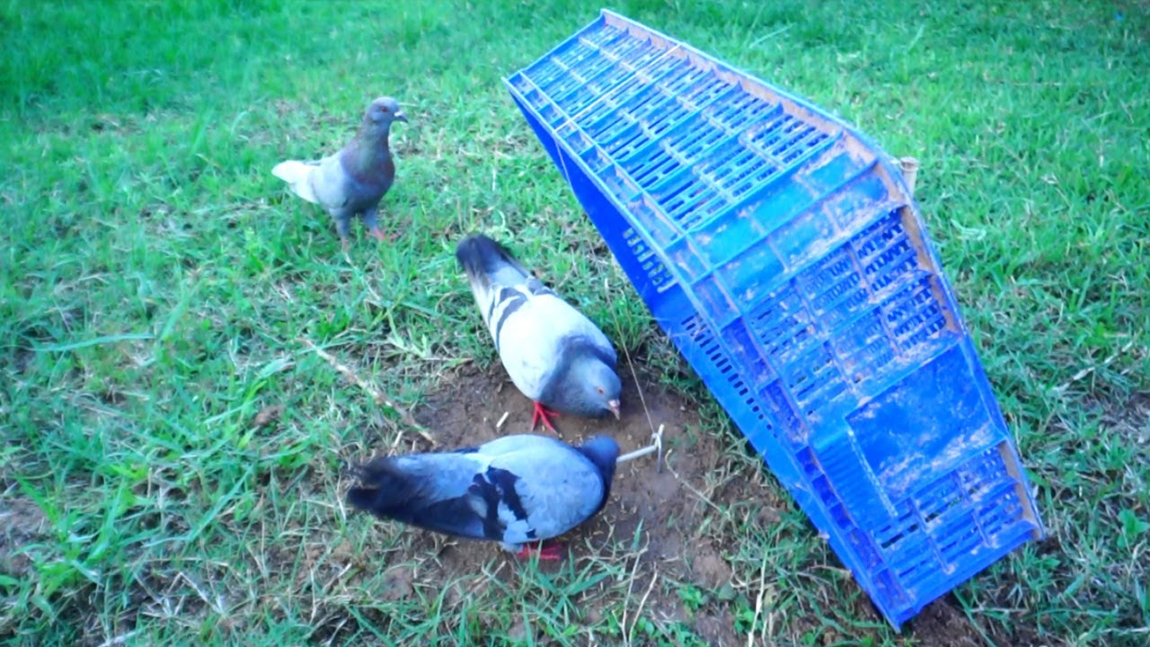 Build Creative Bird Trap Using Basket / Catching Bird / How To Make ...