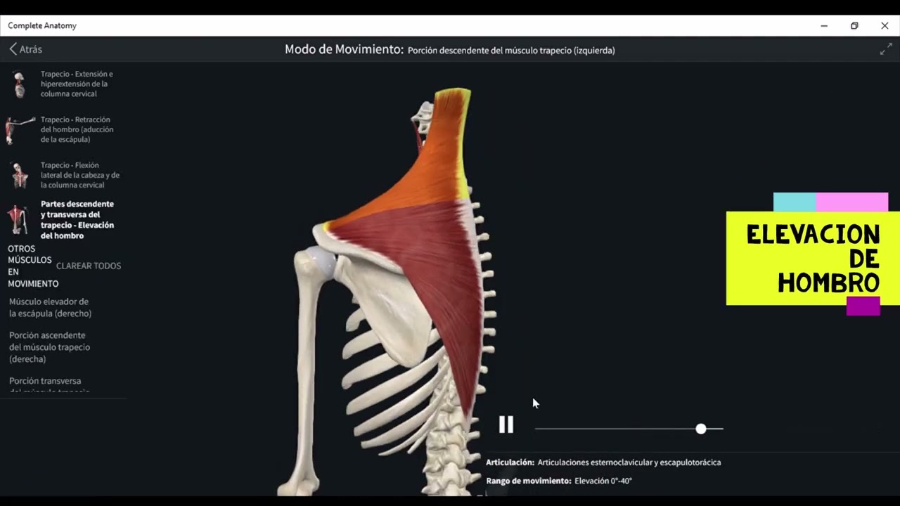 MOVIMIENTOS DEL MUSCULO TRAPECIO - YouTube