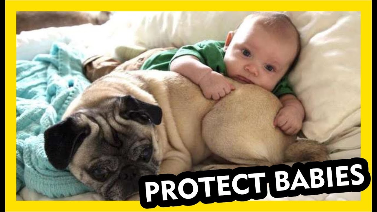 When Dogs Protect BABIES - Cutest Video Ever - YouTube