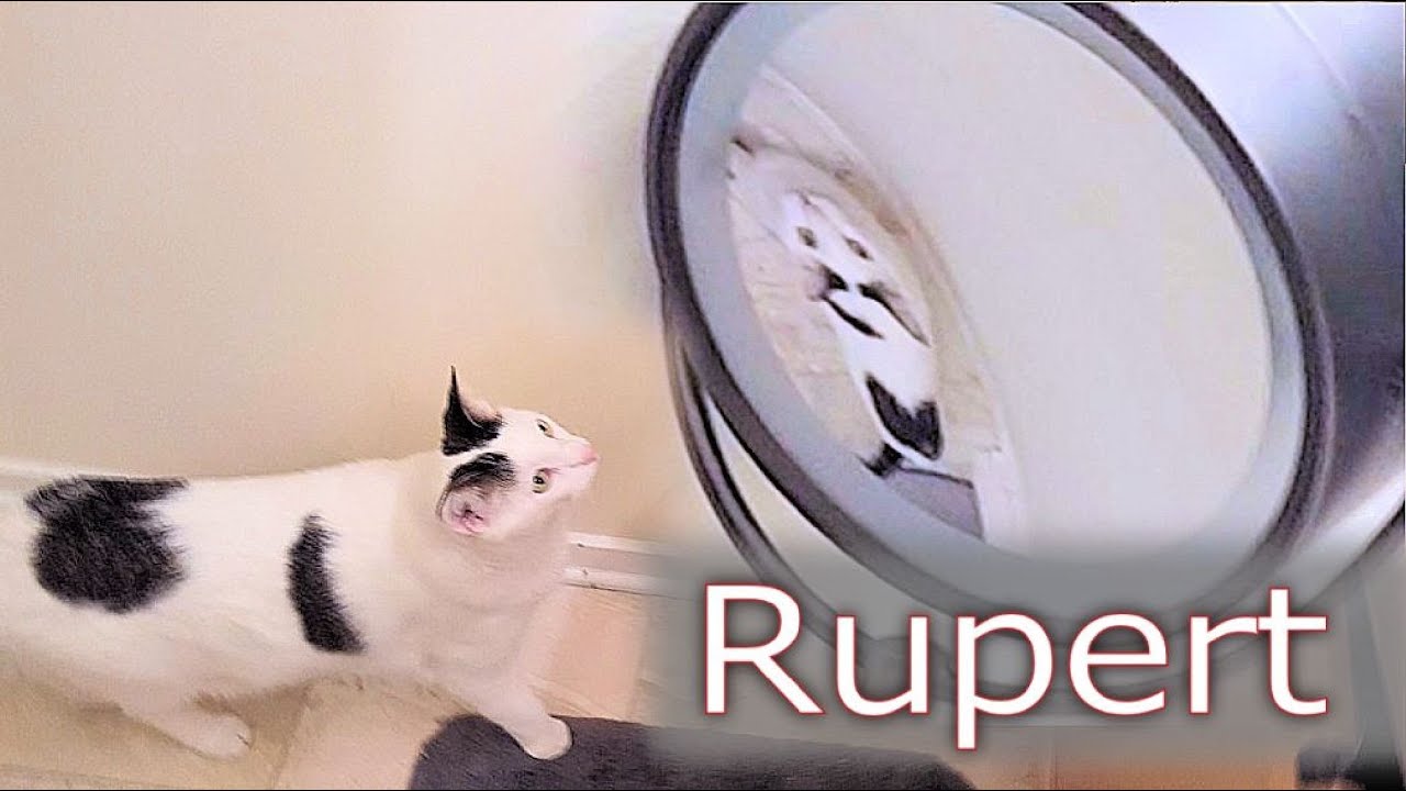 My cat is creeped out by itself in the makeup mirror - YouTube