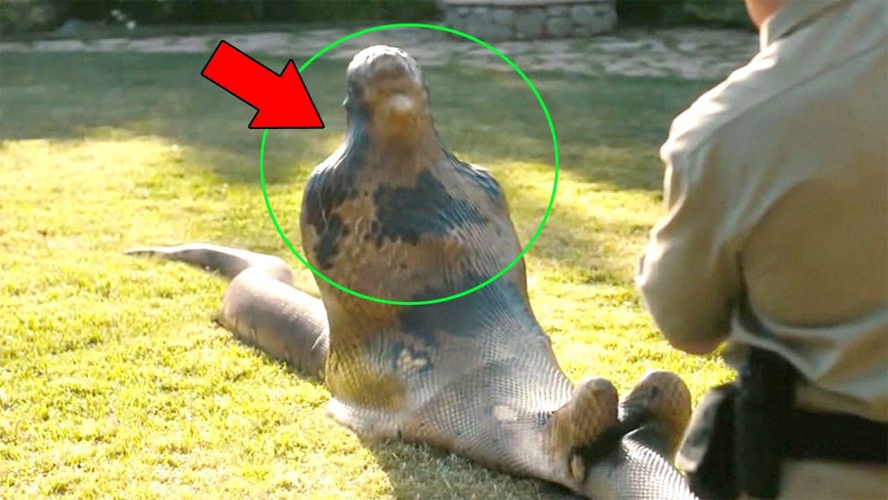 This Man Woke Up Inside The Snake. What Happened To His Body ...